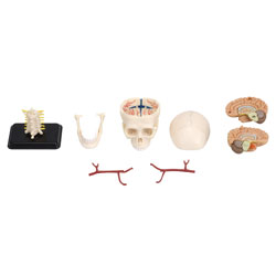 Revell X-Ray Anatomy Model Cranial Nerve Skull | Rapid Online